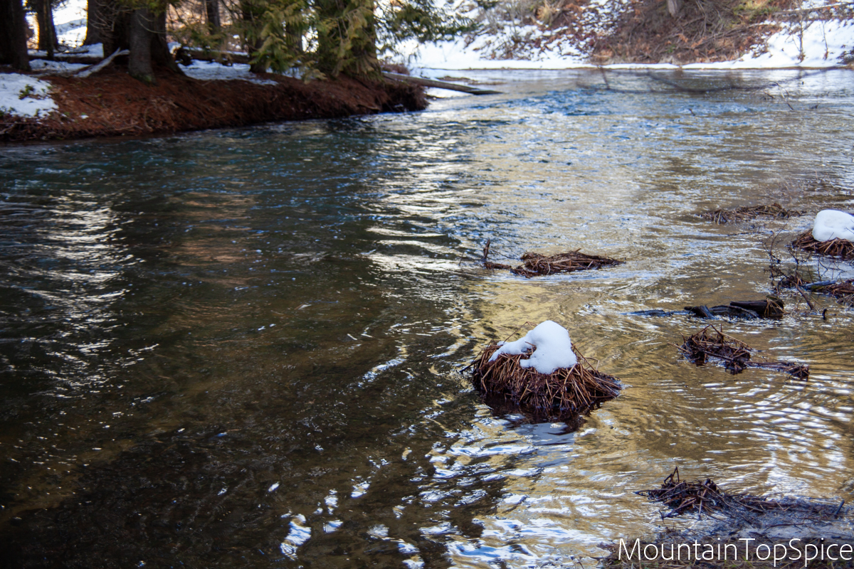 February's Winter Sunshine | Mountain Top Spice