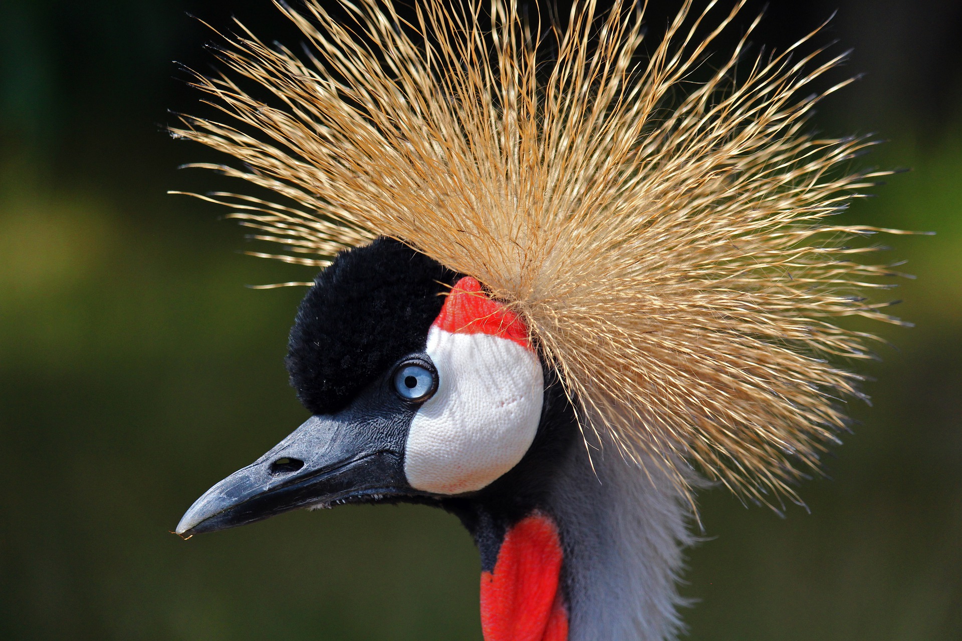 5 Most Unique Birds In The World 5 Most Unique Birds In The World