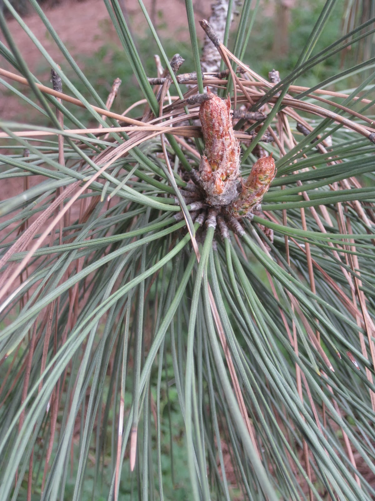 Trees of Santa Cruz County: Pinus coulteri - Big-Cone Pine