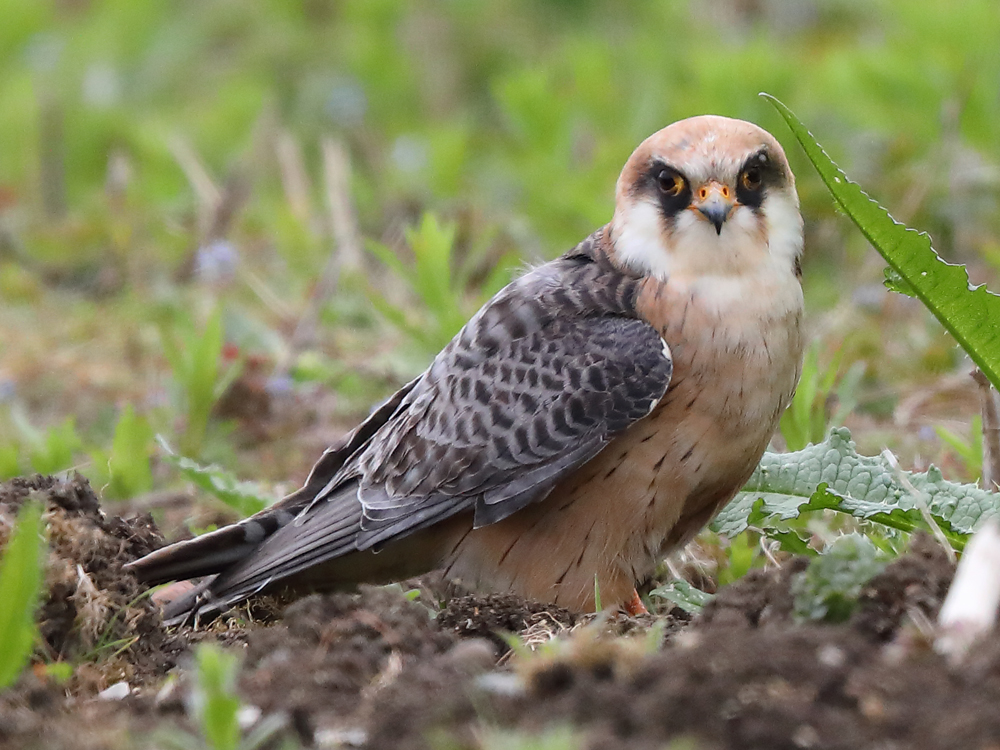 CAMBRIDGESHIRE BIRD CLUB GALLERY: Red-footed Falcon