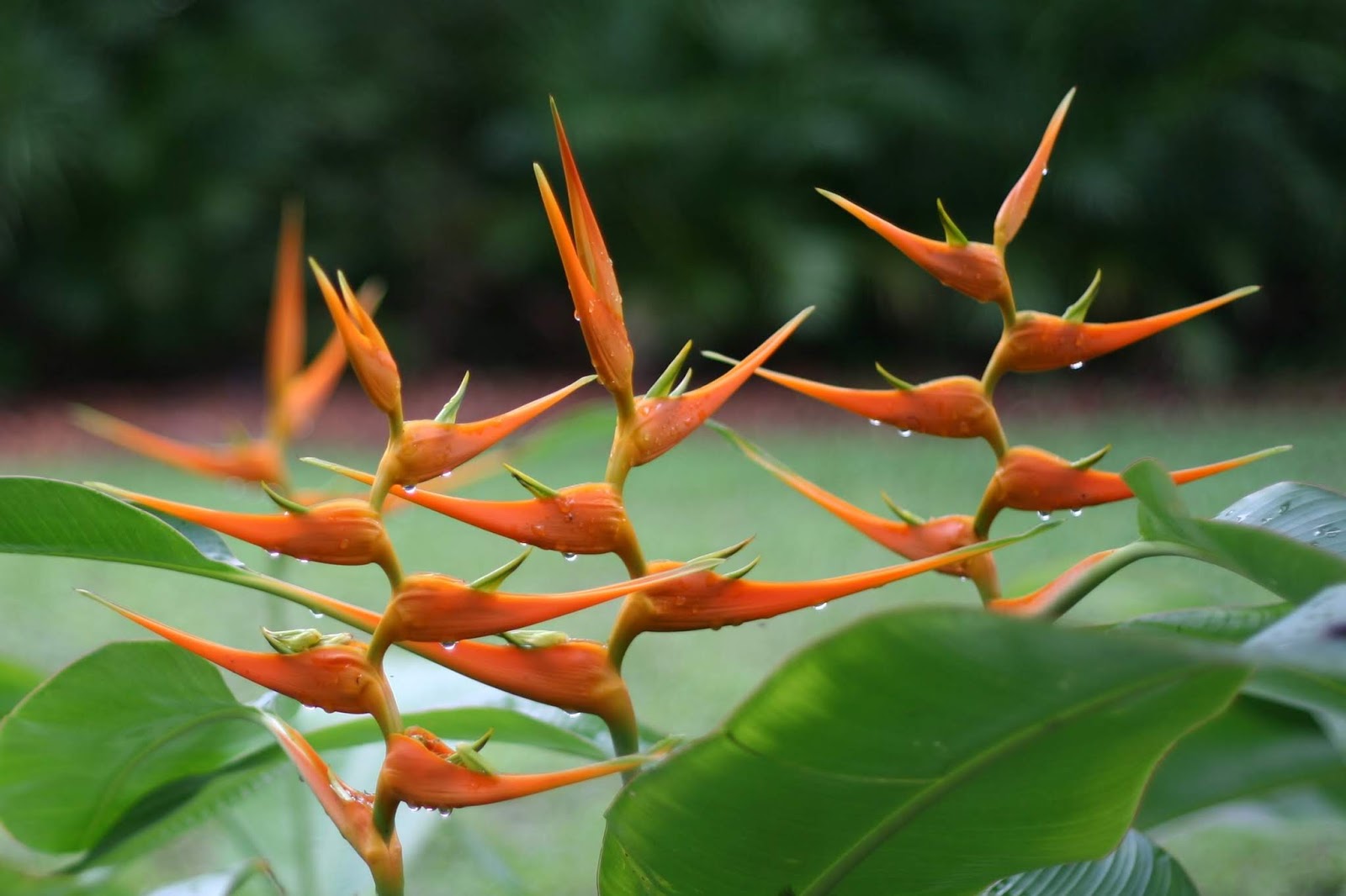 PLANT FAMILIES OF PUERTO RICO AND FLORIDA PAPO VIVES: HELICONIACEAE ...