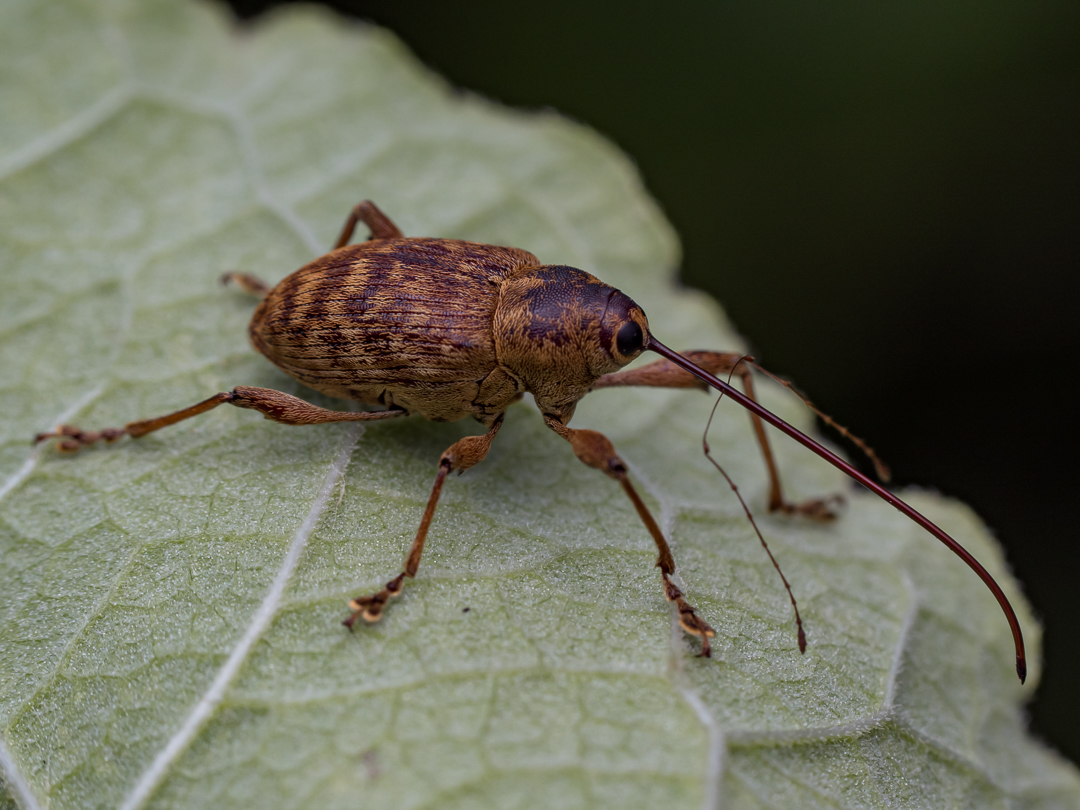 Bugs+Life: Radar Weevil!