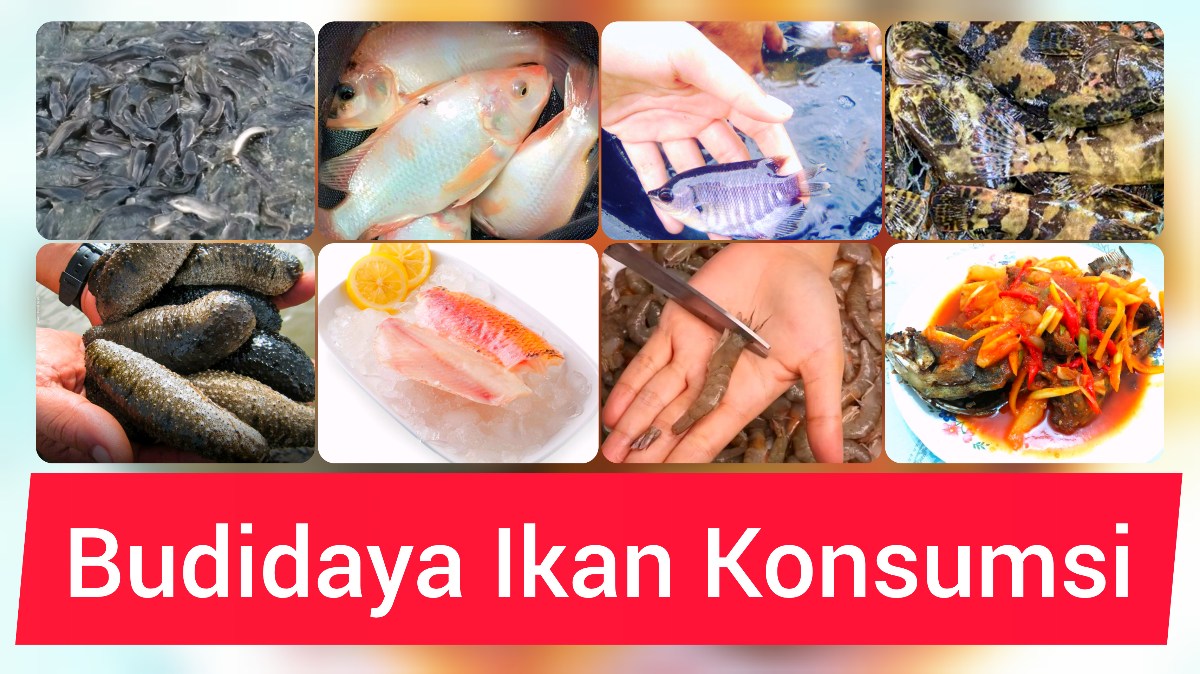 Peluang Usaha Budidaya Ikan Konsumsi Budidaya Ikan