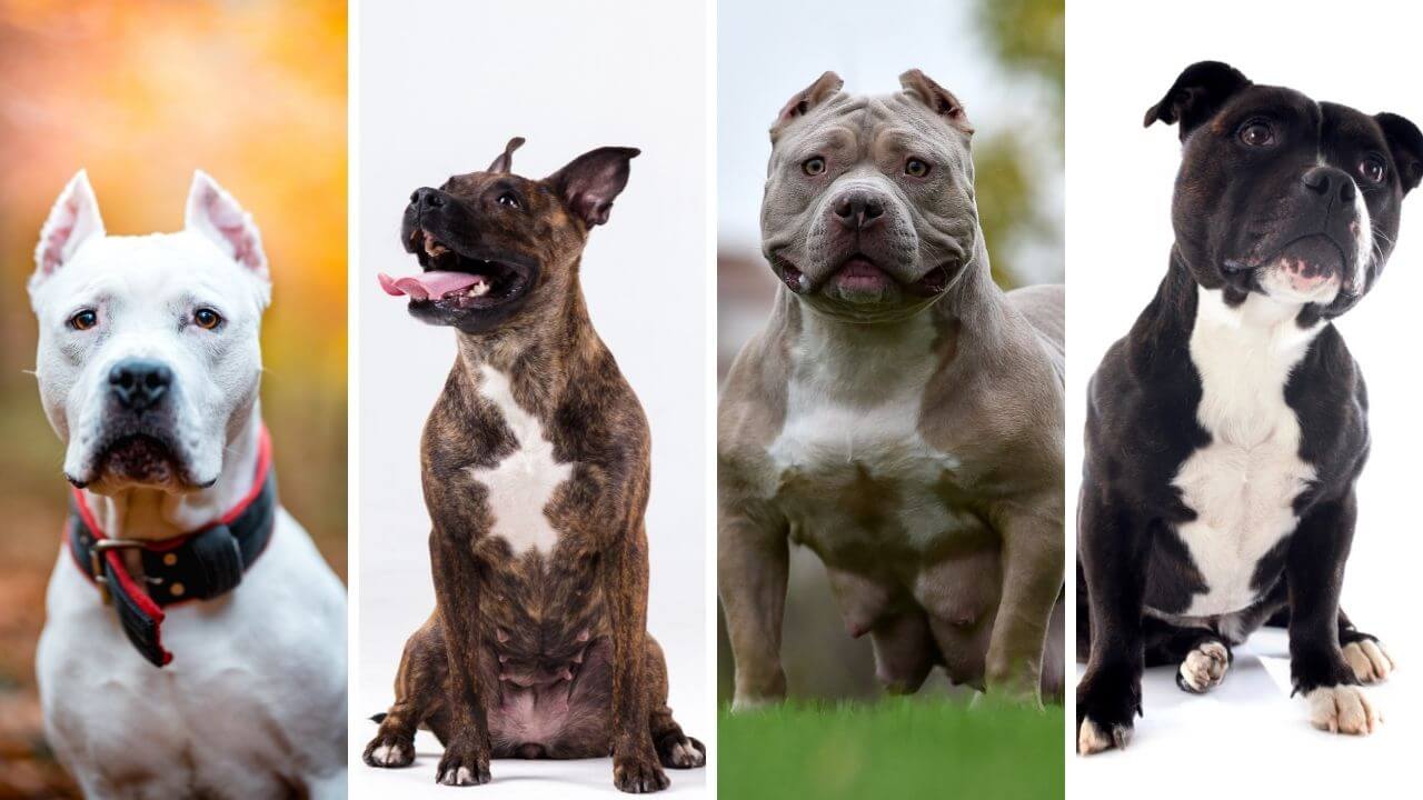What Is The Life Expectancy Of A Female Pitbull