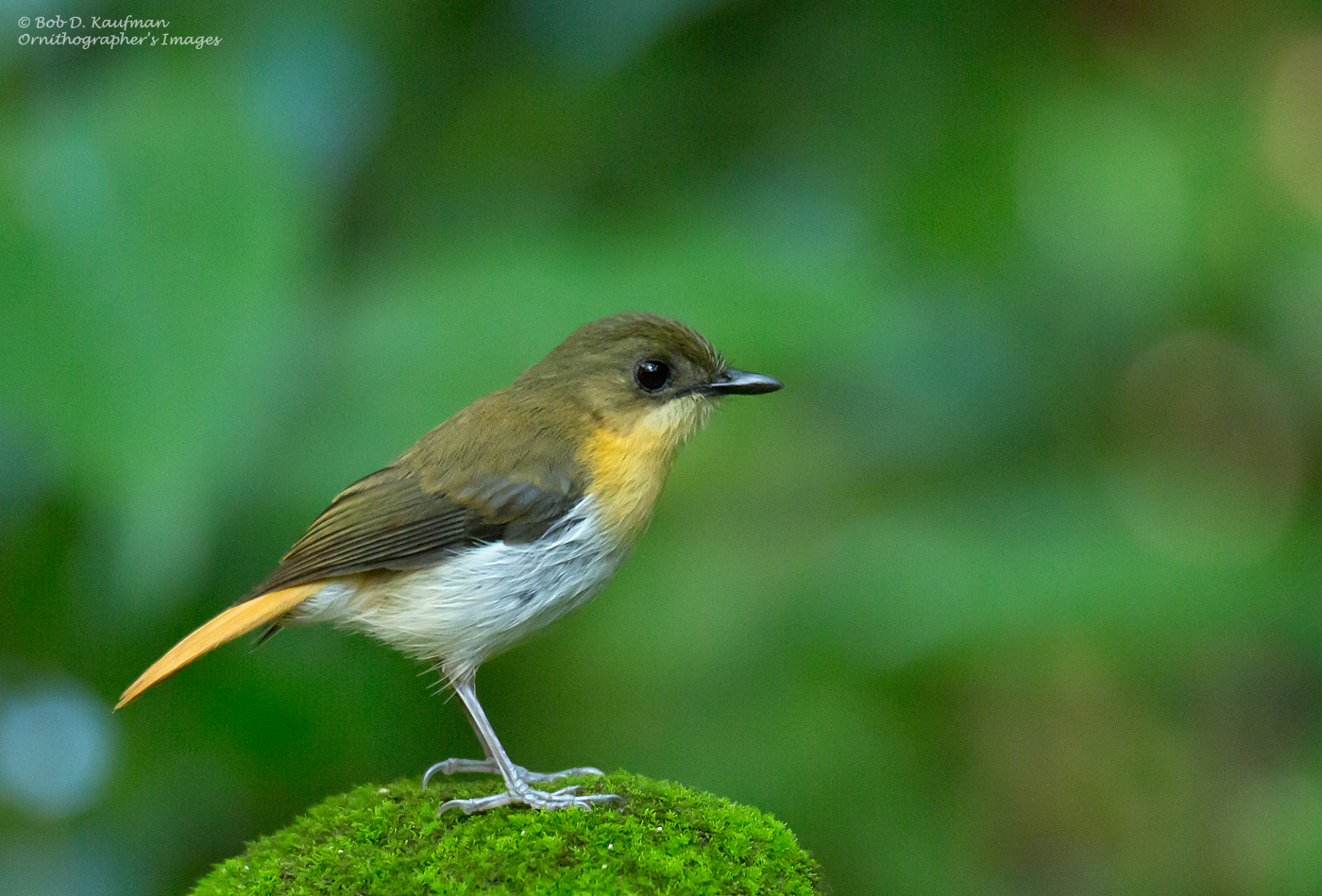 TWO BIRDERS TO GO: Palawan Birding - Day 2 - Take