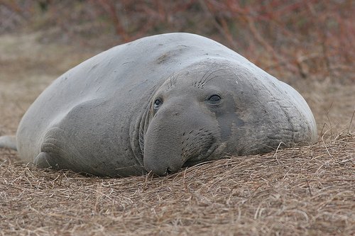 ANIMALS OF PLANET EARTH: ANIMALS