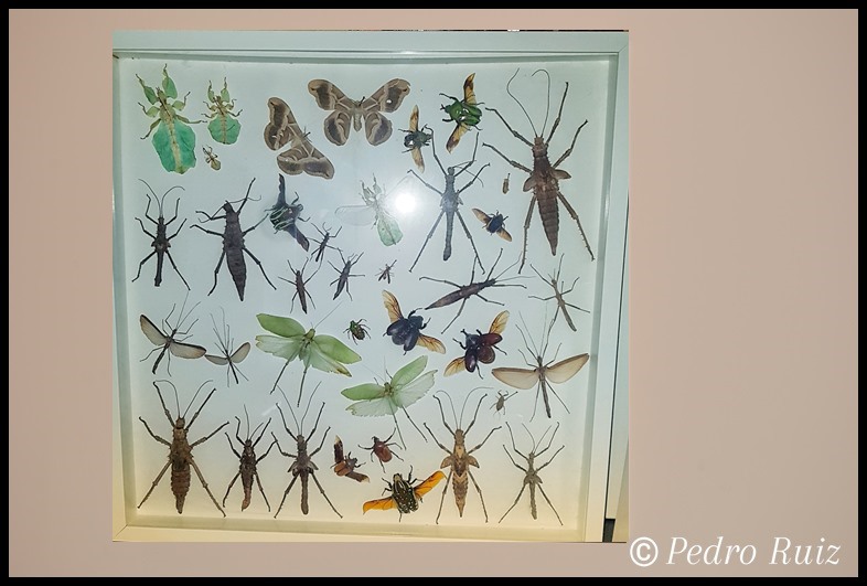 fasmidos.net: Insectos disecados y método de disección