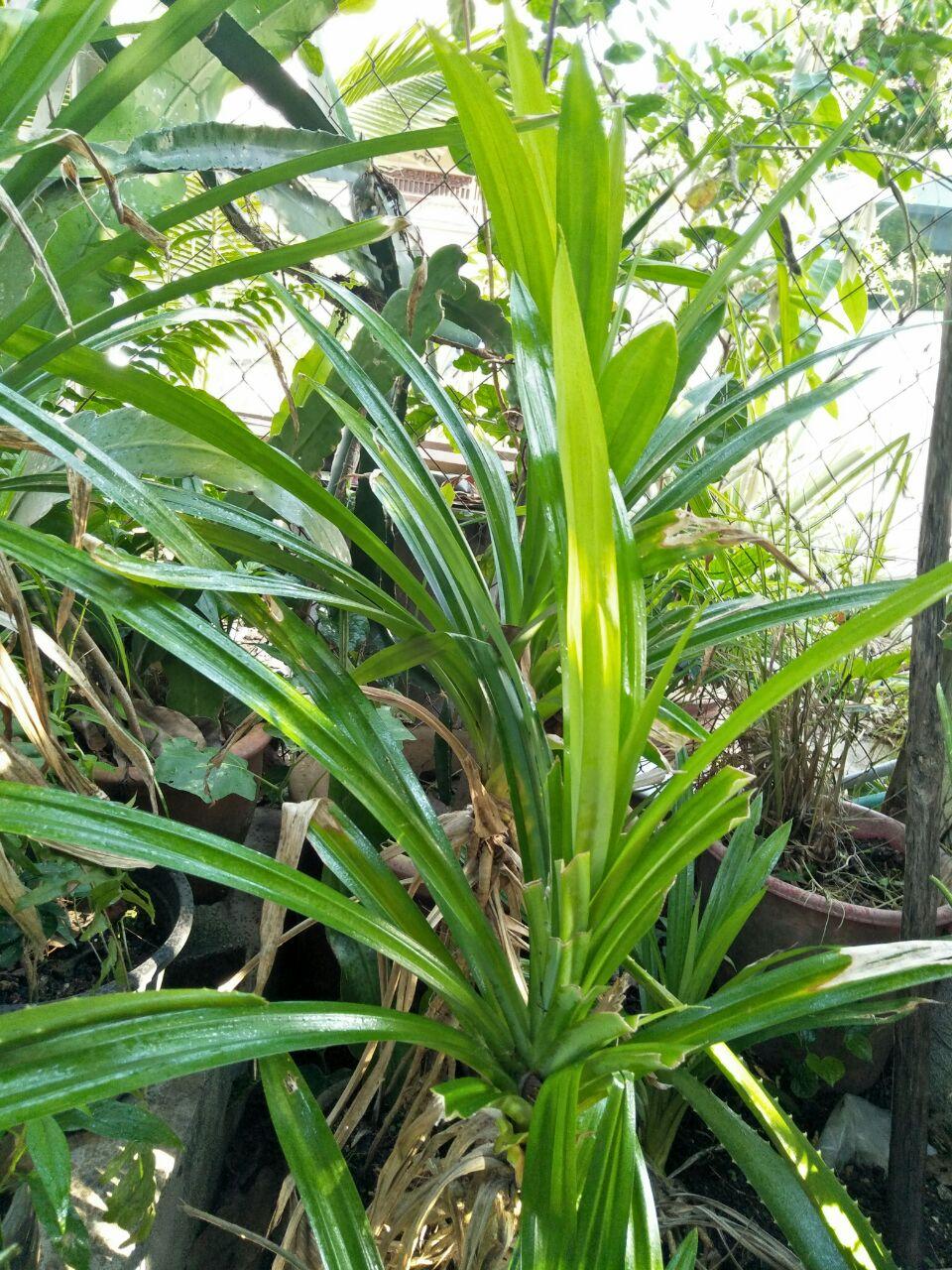 HERBA : POKOK PANDAN