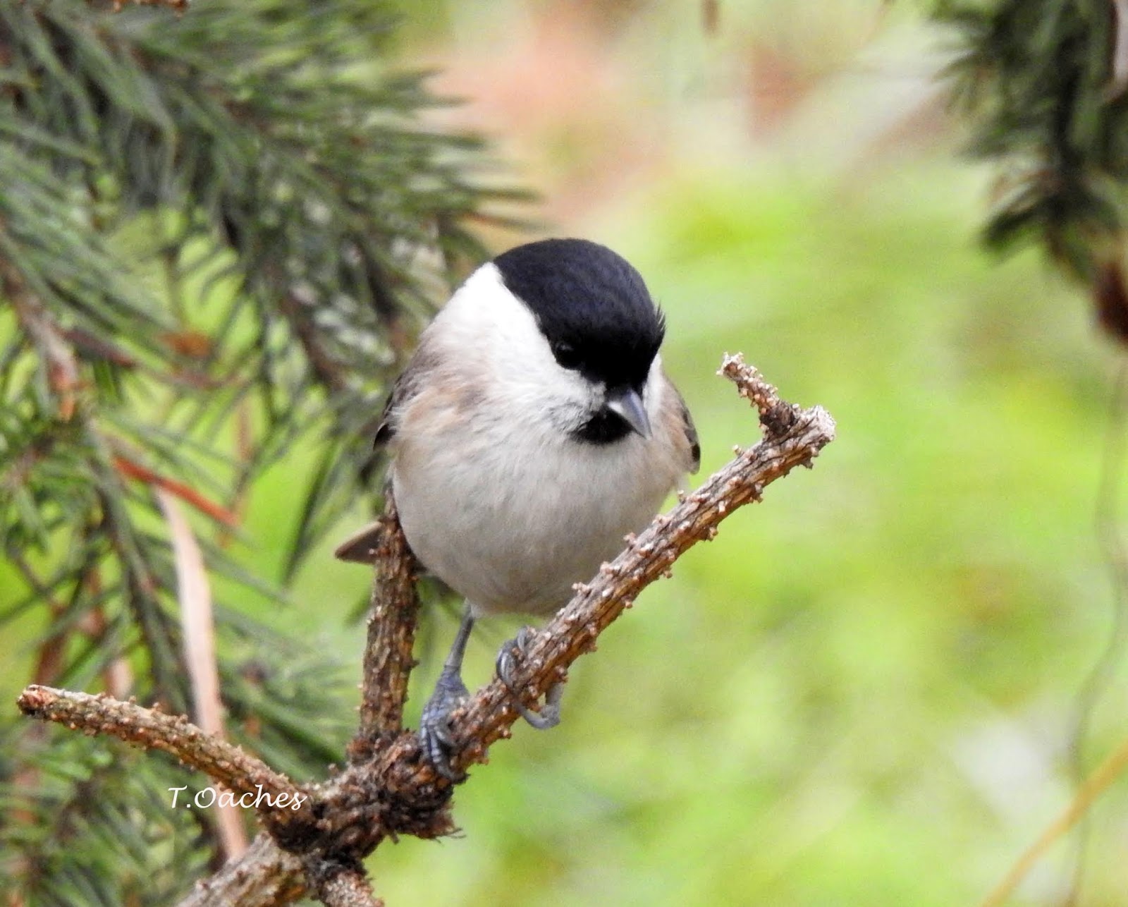 PASARI DIN ROMANIA: PITIGOI SUR(1), Poecile palustris