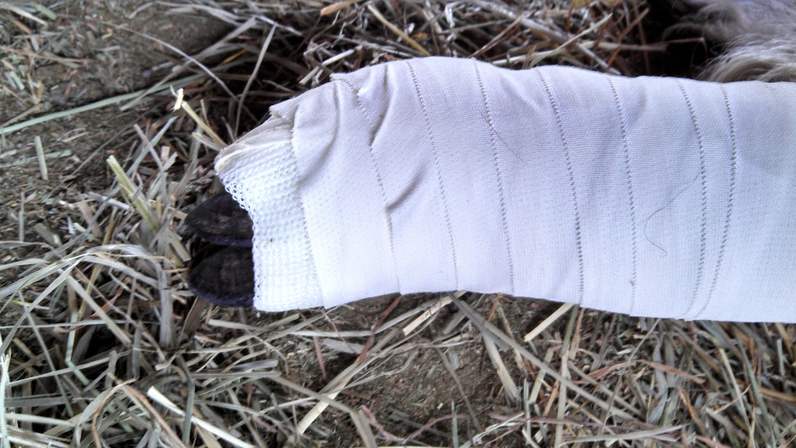 An Alpaca with a Broken Leg – Alpacas of Montana