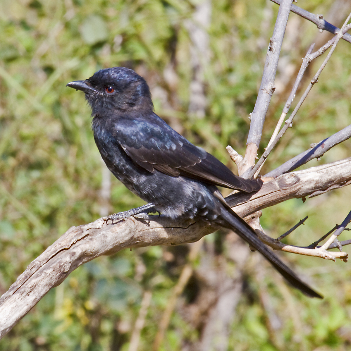 Botswana and Zambia: Forked -tailed Drongo