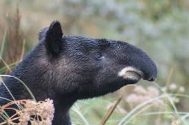 ANPP Animales y Plantas de Perú: Tapir de Altura - Tapirus pinchaque