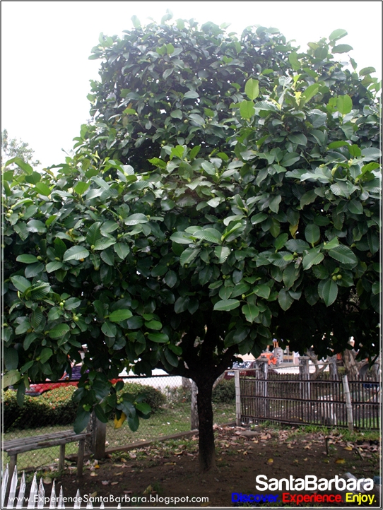 Discover. Experience. Enjoy STA. BARBARA, ILOILO: The Catmon tree