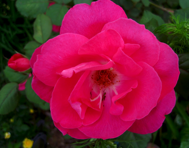 Donald's Organic Texas Garden: 04/05/12