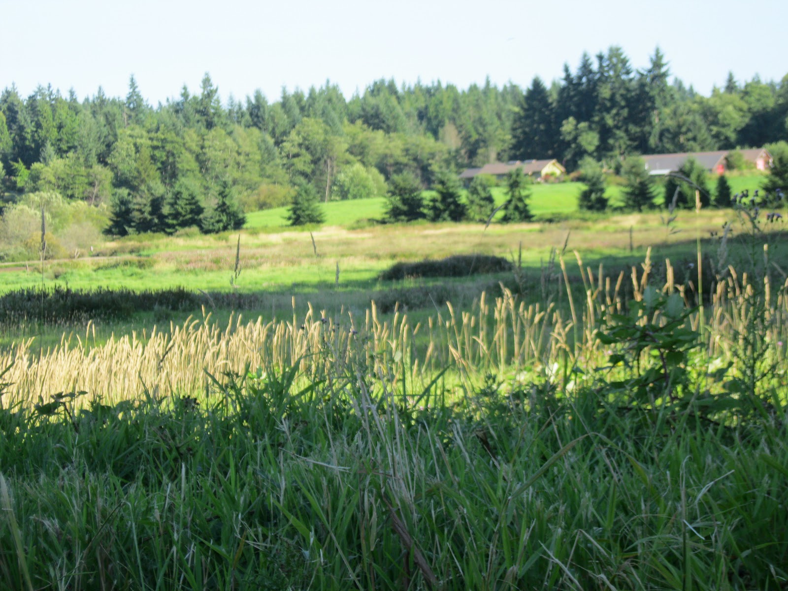 Tales from Two Islands: Fall on Whidbey Island
