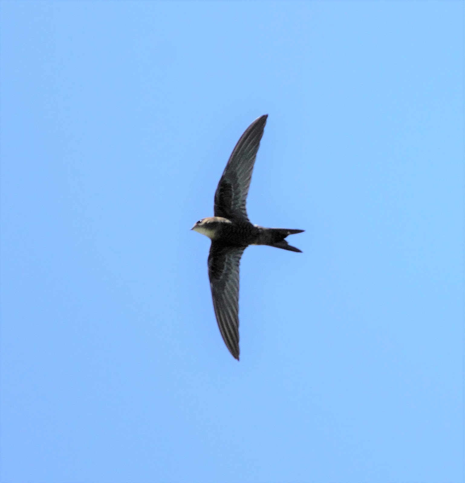 sunshinecoastbirds: 2017