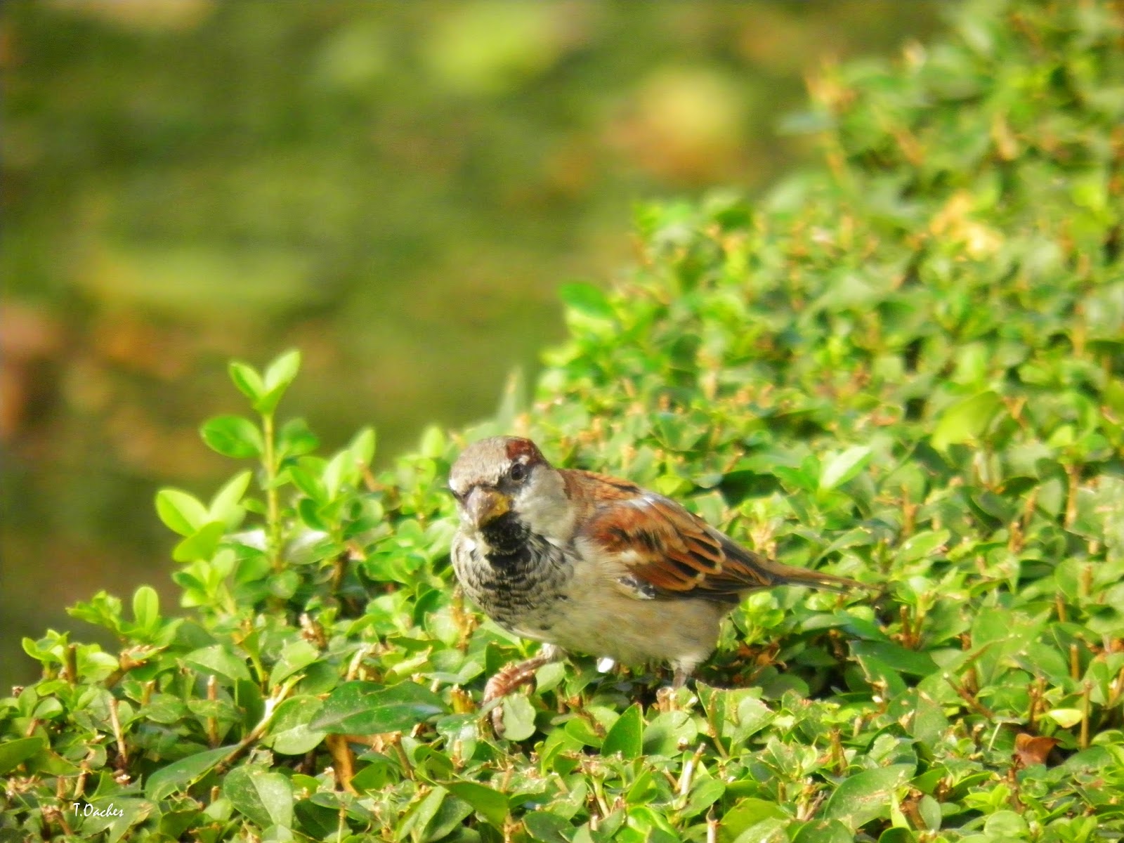 PASARI DIN ROMANIA: VRABIA DE CASA, Passer domesticus