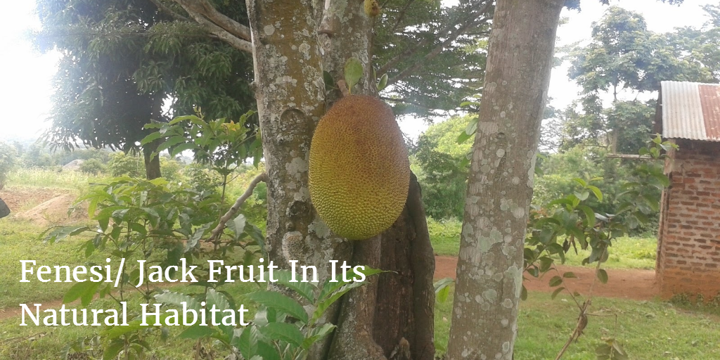 MNN : Fenesi: Meet Busia's Favourite Fruit