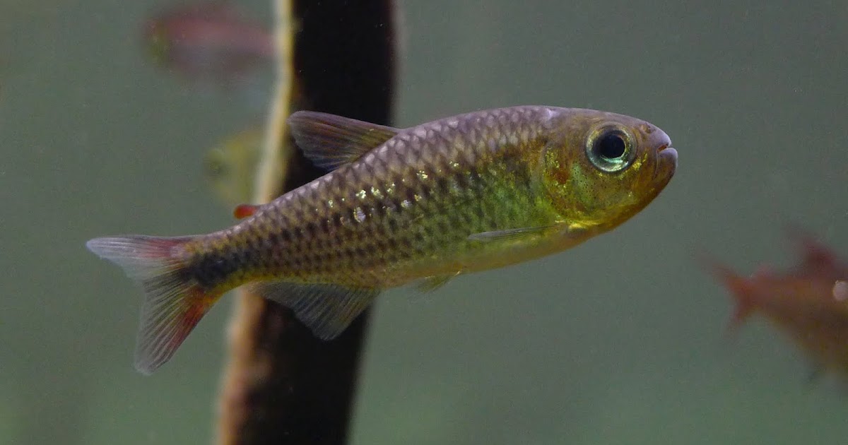 名燈天下: 紅翅彩虹可卡燈 (Moenkhausia sp.)