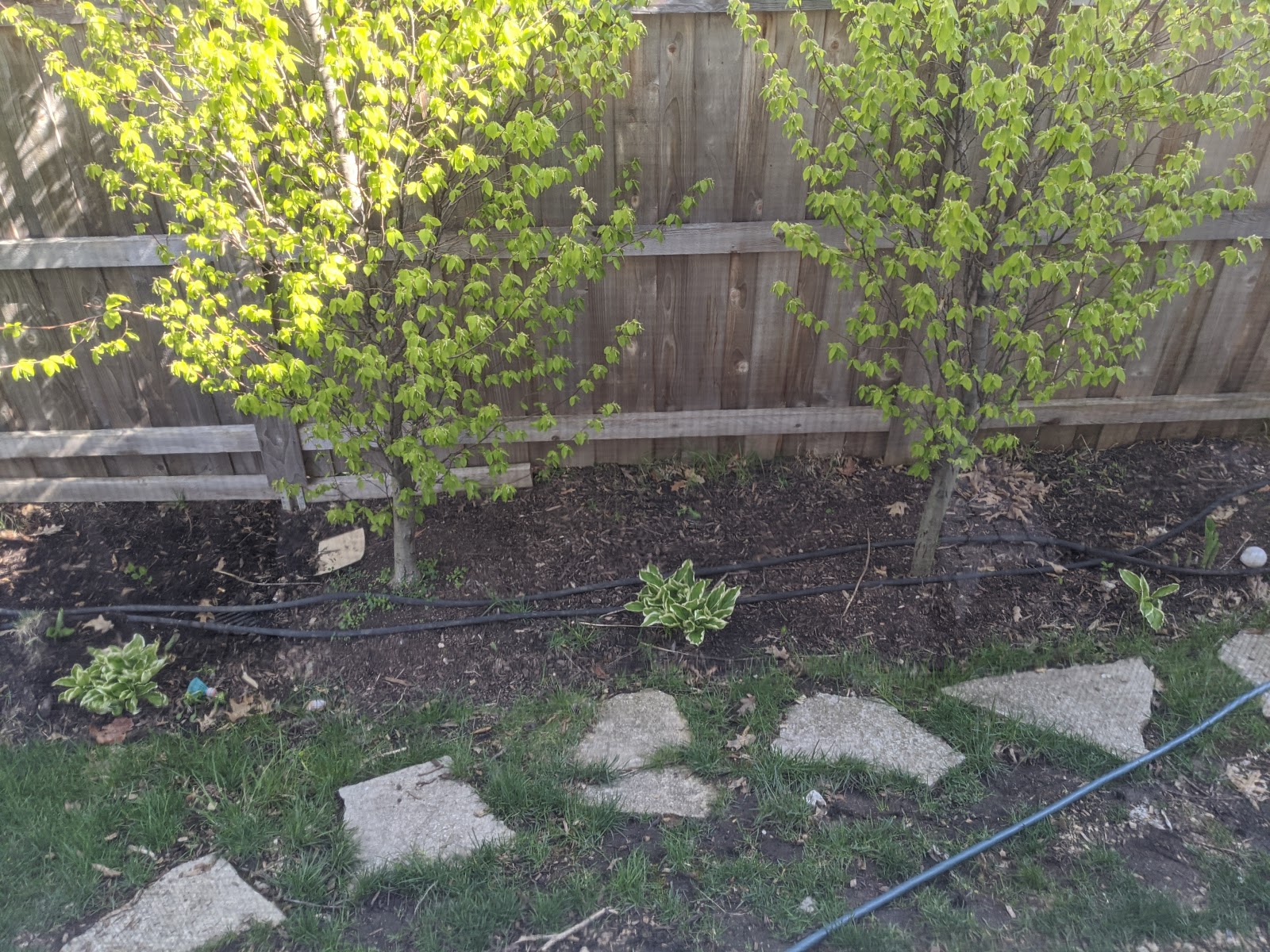 Fertilizer Spikes - Feeding Trees in May 2020