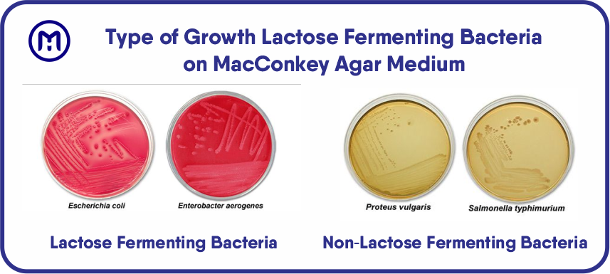 MacConkey Agar (MAC) - Definisi, Komposisi, Cara Pembuatan dan ...