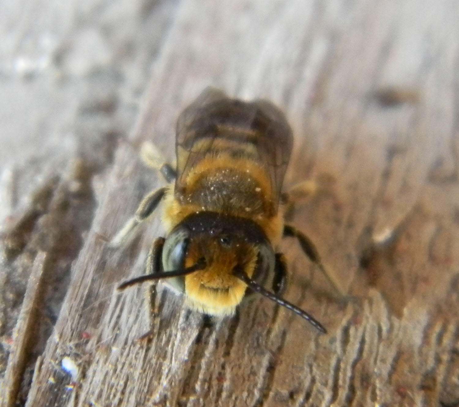 Owyhee Agriculture: A New Home For Bees