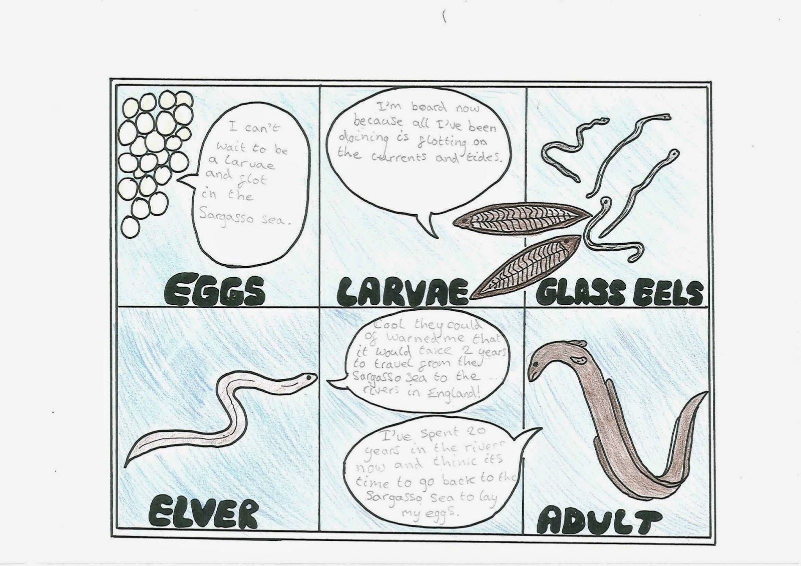 AWT Wild Schools blog: Learning all about the eels fascinating life cycle