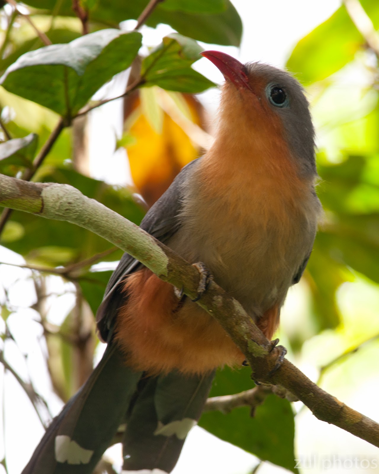 Zul Ya - Birds of Peninsular Malaysia: Red Billed Malkoha