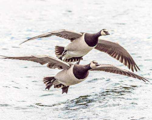 Barnacle goose images | Birds of India | Bird World
