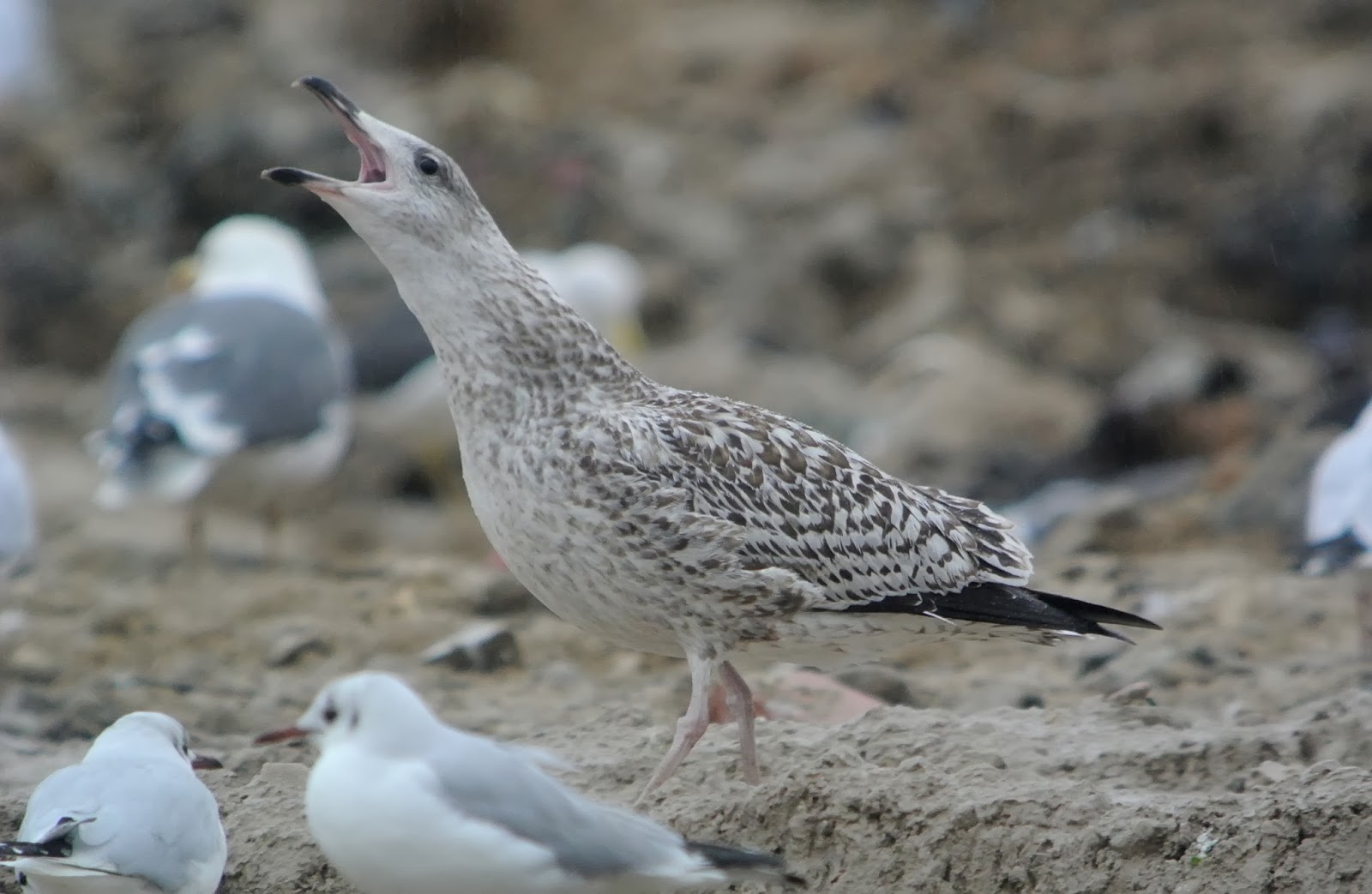 Aves y Fotografía de Naturaleza: Gavión Atlántico, Larus marinus, Great ...