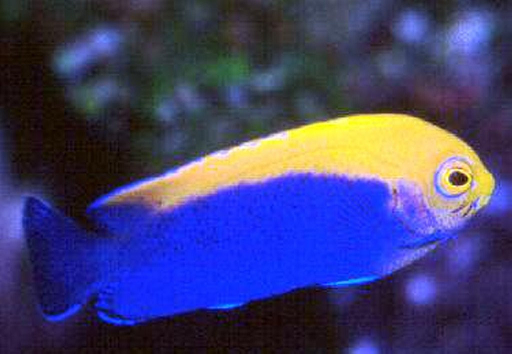 Fish Pictures: Brazilian flameback angelfish - Centropyge aurantonotus