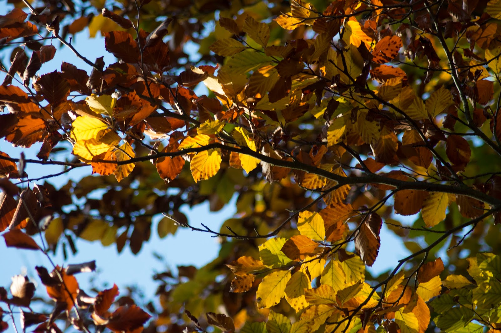 Pam's Place: Potteric Carr