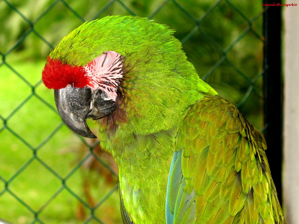 Parrot Wikipedia