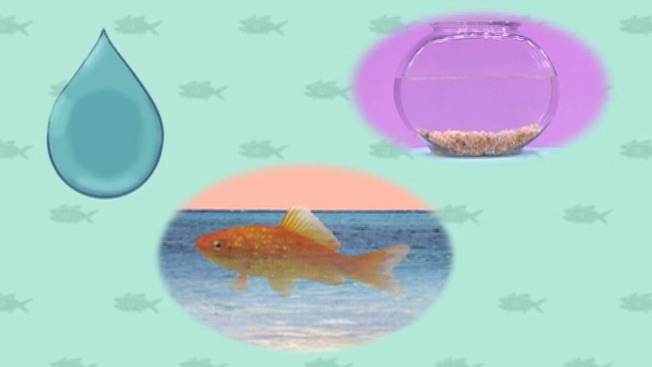 Watch Elmo's World Fish