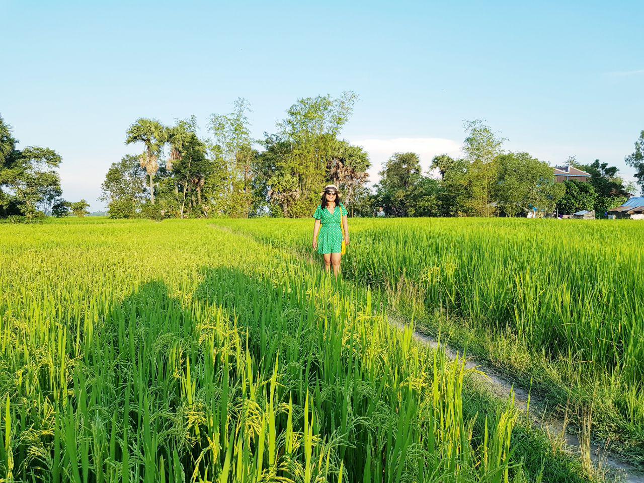 Cambodian BEST RICE and its beauty at fields