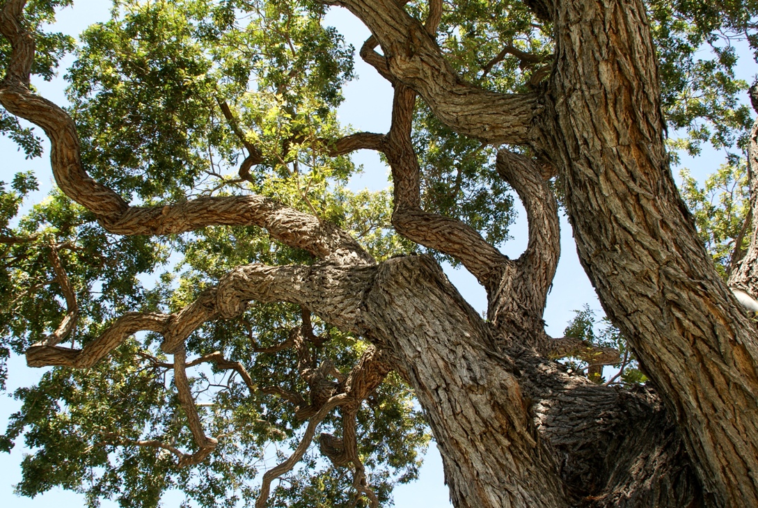A photo, A thought............: Plant: Brazil pepper tree and its ...