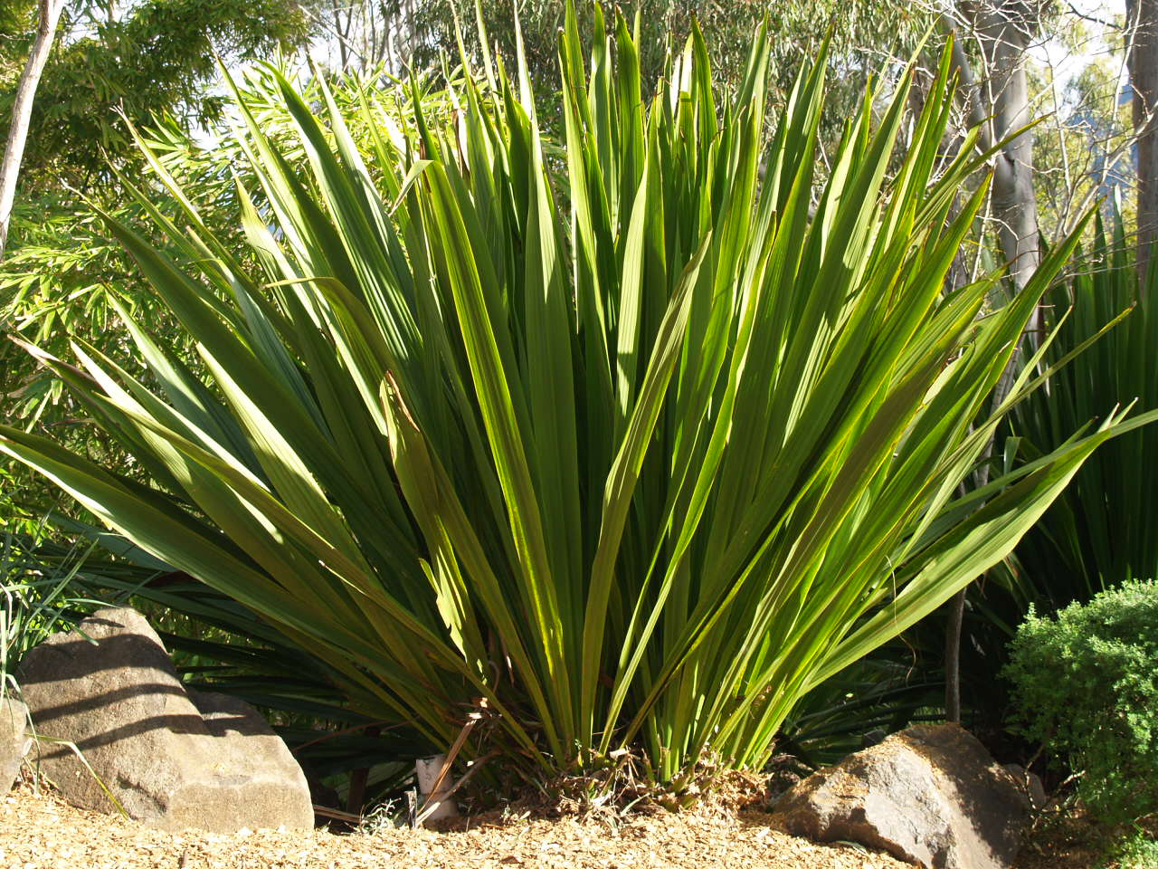 Florez Nursery: Doryanthes palmeri, Spear Lily