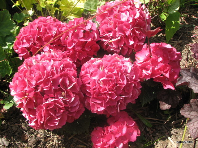 Hydrangea, Hortensja: Hydrangea macrophylla (Hortensja ogrodowa) 'Rapa ...