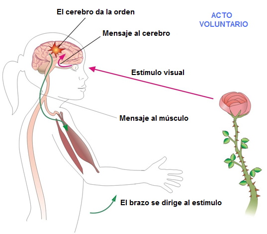 CCNN 2º ESO: Actos voluntarios e involuntarios