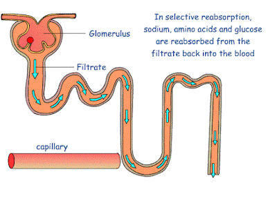 #111 Production of urine in a nephron - Ultrafiltration and ...