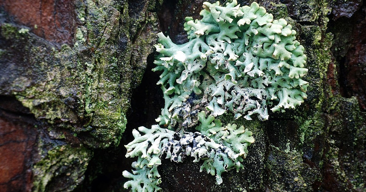 Líquenes parte I: ¿Qué son?