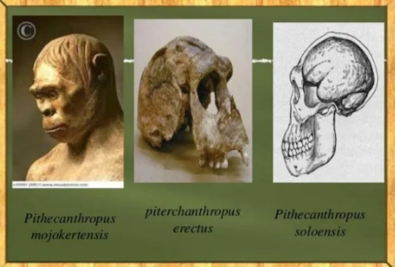 Manusia Purba Pithecanthropus Erectus : Pengertian, Gambar & Penemu