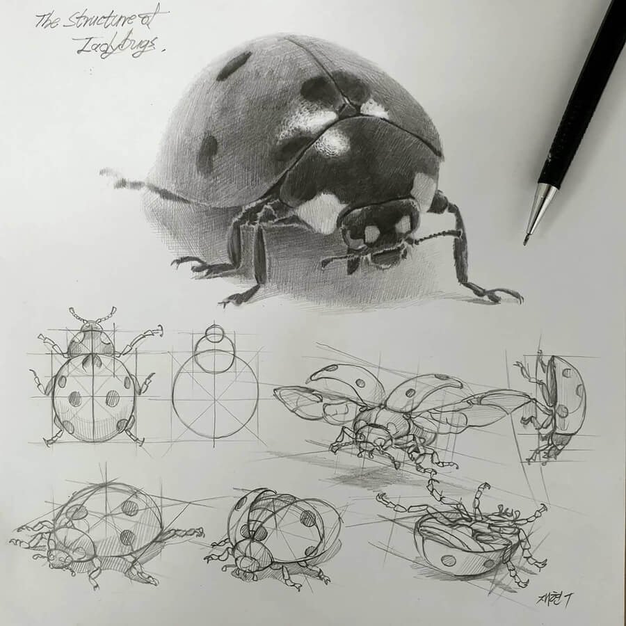 How To Draw A Realistic Ladybug