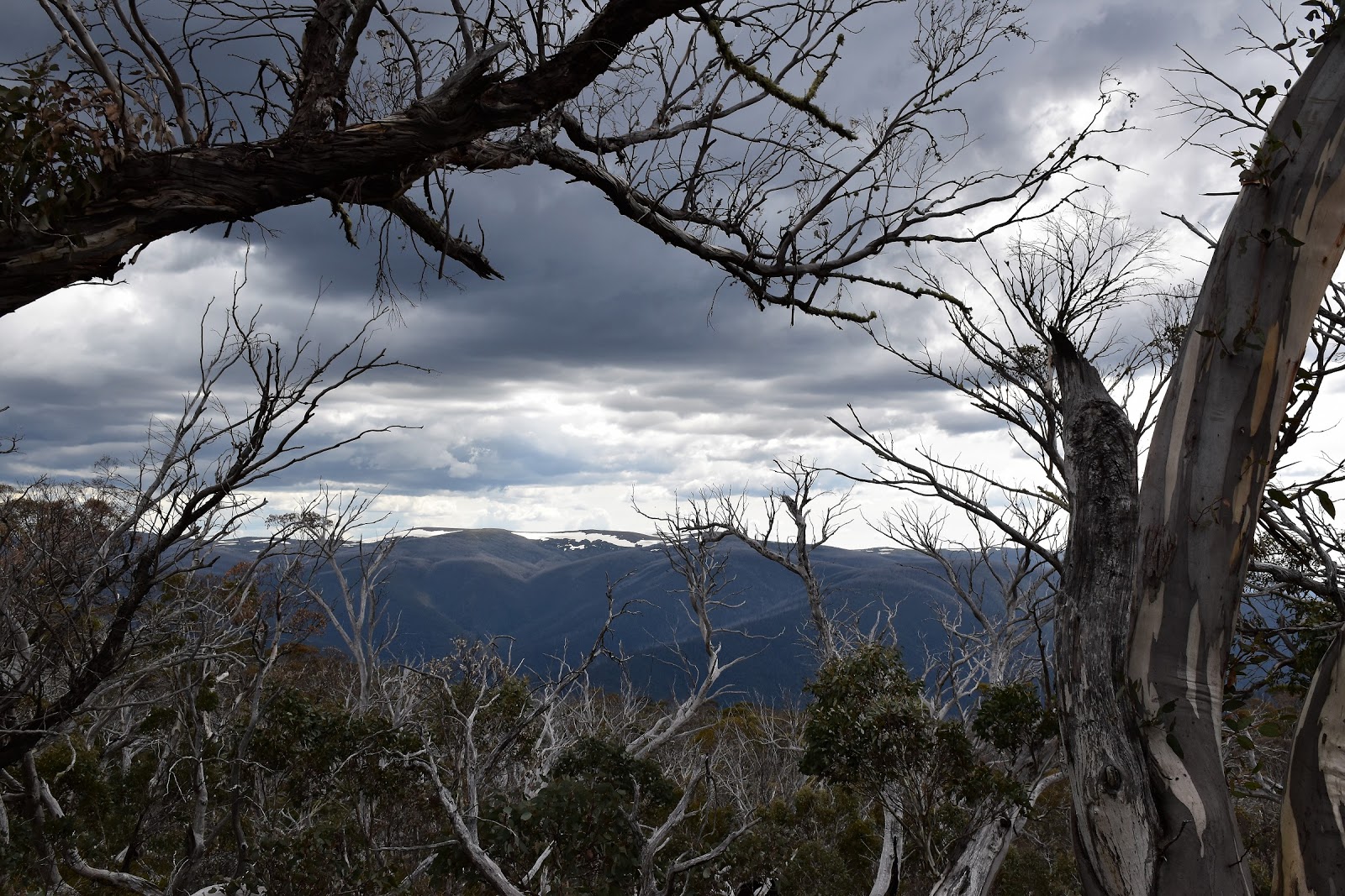Goin' Feral One Day At A Time: Cleve Cole Hut to Mt Wills, AAWT, Alpine ...