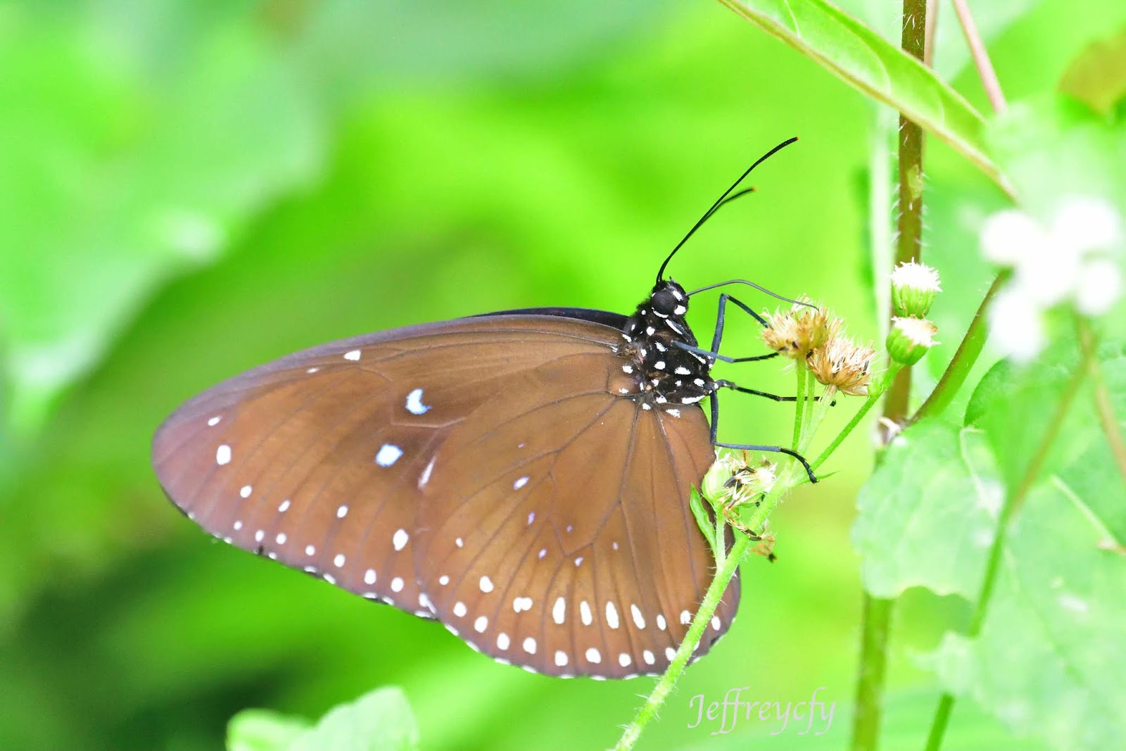 我的生態攝影集: 藍點紫斑蝶, Blue-spotted Crow, Euploea midamus,