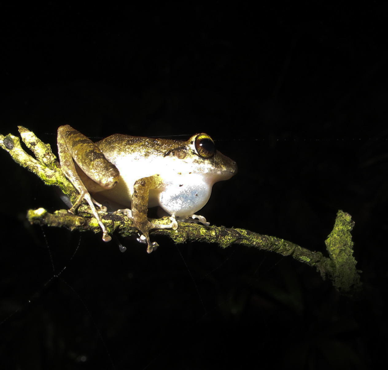 The Herpetology of Trinidad and Tobago: Charlotteville Litter Frog ...