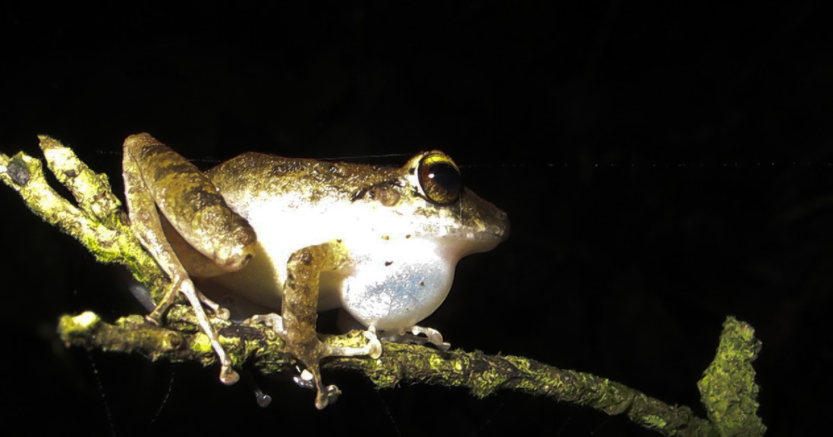 The Herpetology of Trinidad and Tobago: Charlotteville Litter Frog ...