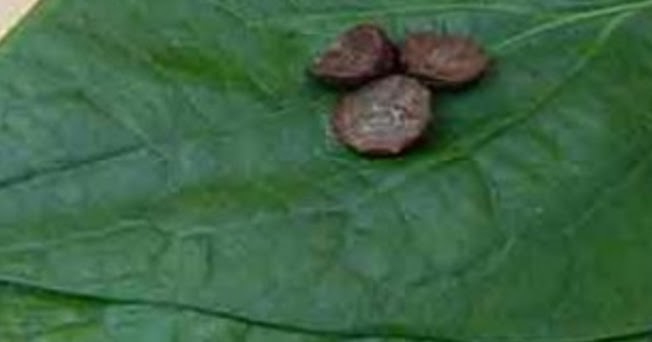 Vetrilai Pakku / Betel Leaf and Nuts in Hinduism