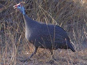 Masalah kutu babi atau cengkenit | My Pest News