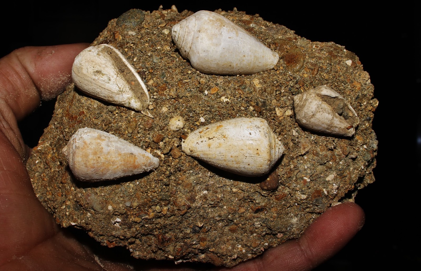 Biodiversity of Cyprus by NGO Protection of the Natural Heritage and ...